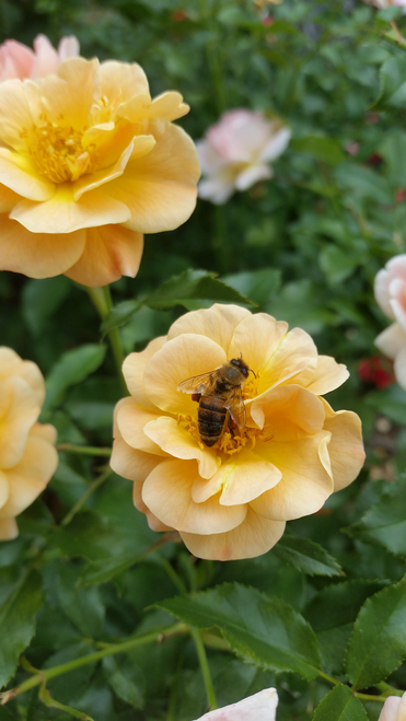 Amber Flower Carpet Rose | Plant Addicts