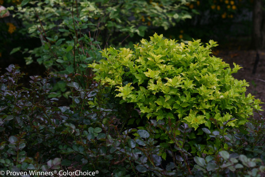 Pharos Gold Blue Holly | Plant Addicts