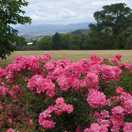 Pink Supreme Flower Carpet Rose | Plant Addicts