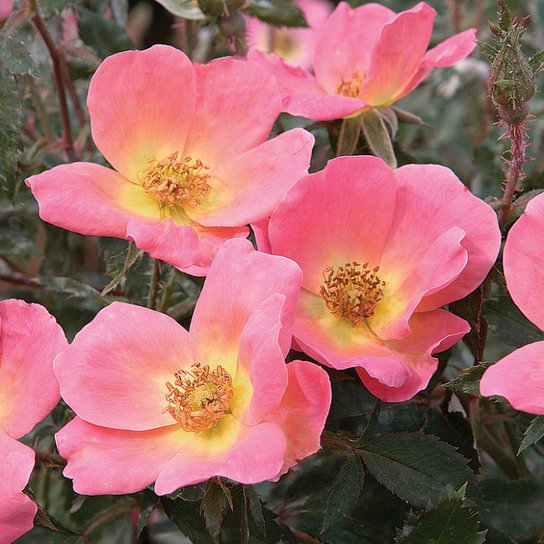 Rainbow Knock Out® Rose | Plant Addicts