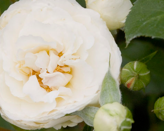 Easy Elegance® Snowdrift Rose | Plant Addicts