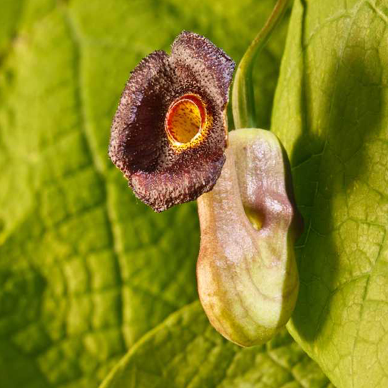 Dutchman's Pipe | Plant Addicts