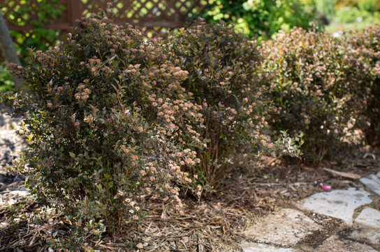Little Devil Ninebark | Plant Addicts