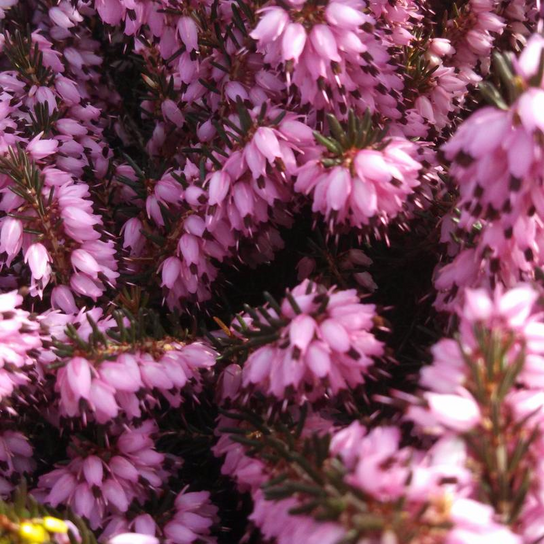 Darley Dale Heather | Plant Addicts