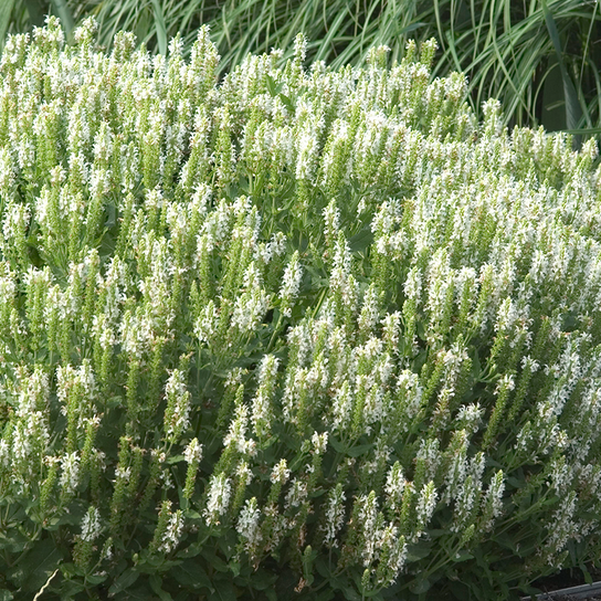 Snow Hill Wood Sage | Plant Addicts