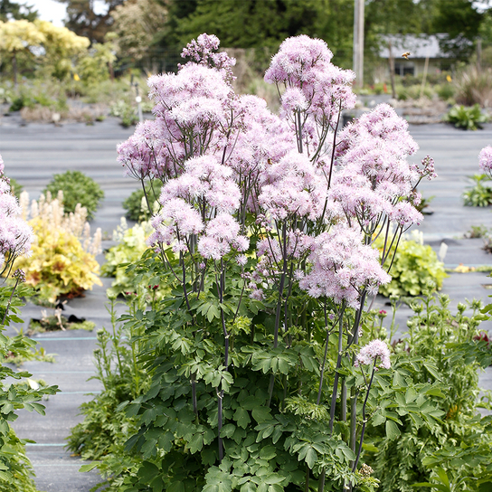 Nimbus™ Pink Meadow Rue | Plant Addicts