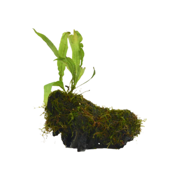 Java Fern And Java Moss On Wood | Plant Addicts