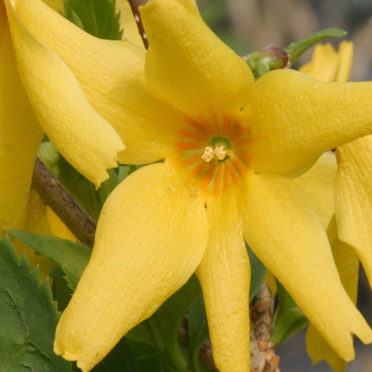 Flying Machine Forsythia | Plant Addicts