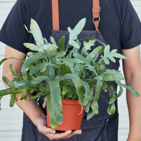 Blue Star Fern | Plant Addicts