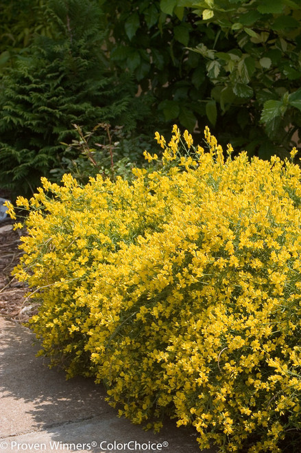 Bangle® Dyers Greenwood | Plant Addicts