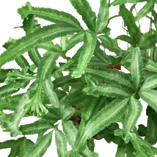 Mayi Fern | Plant Addicts