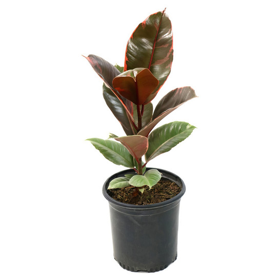 Ruby Pink Rubber Tree | Plant Addicts