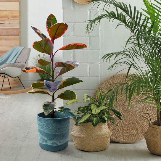 Ruby Pink Rubber Tree | Plant Addicts
