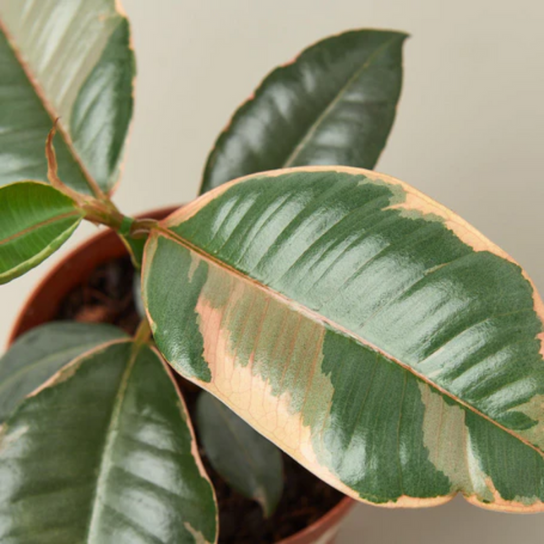 Ruby Pink Rubber Tree | Plant Addicts