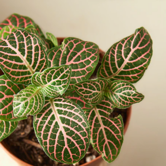 Pink Nerve Plant | Plant Addicts