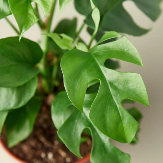 Mini Monstera | Plant Addicts