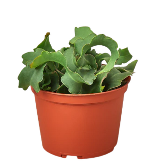 Curly Sue Cactus | Plant Addicts