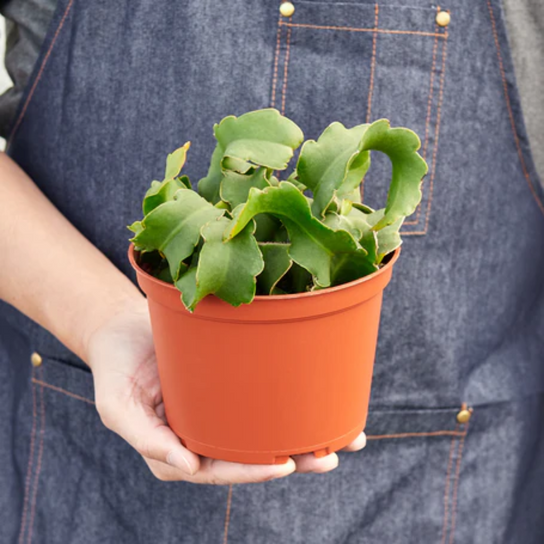 Curly Sue Cactus | Plant Addicts