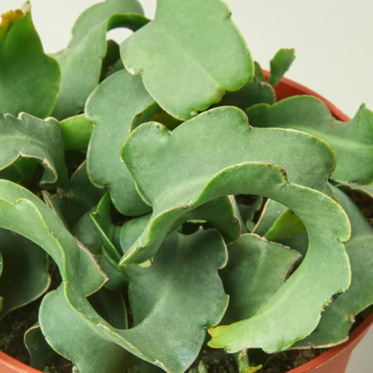 Curly Sue Cactus | Plant Addicts