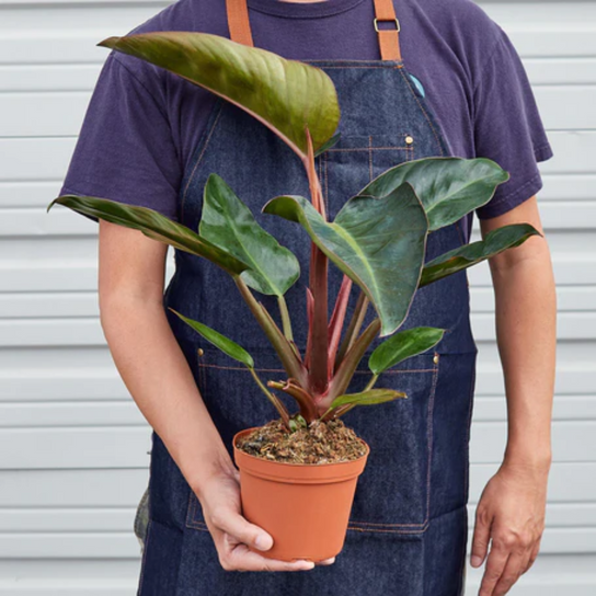 Congo Rojo Philodendron | Plant Addicts