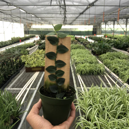 Rhaphidophora Hayi Shingle Plant | Plant Addicts