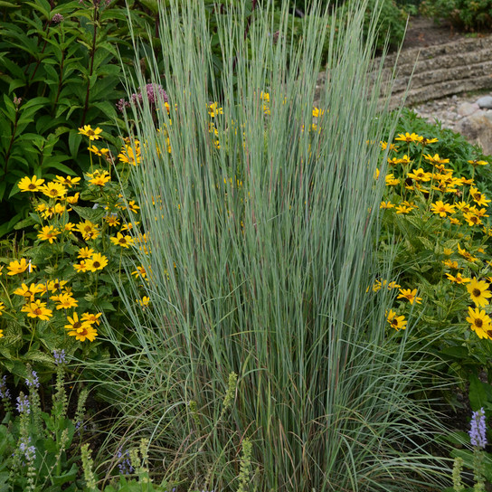 Prairie Winds® Blue Paradise Little Bluestem | Plant Addicts