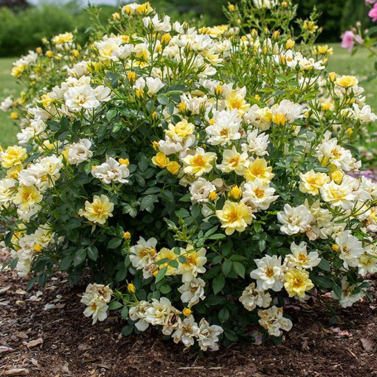 Lemon Drift® Rose | Plant Addicts
