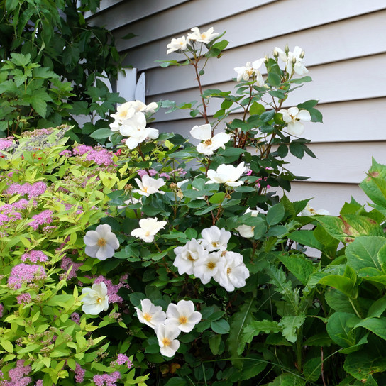 White Knock Out® Rose | Plant Addicts