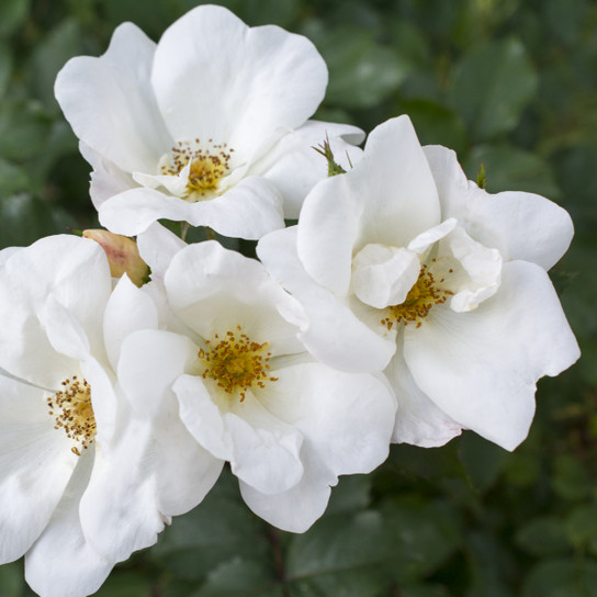 White Knock Out® Rose | Plant Addicts