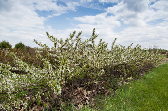 Jade Parade® Sand Cherry | Plant Addicts