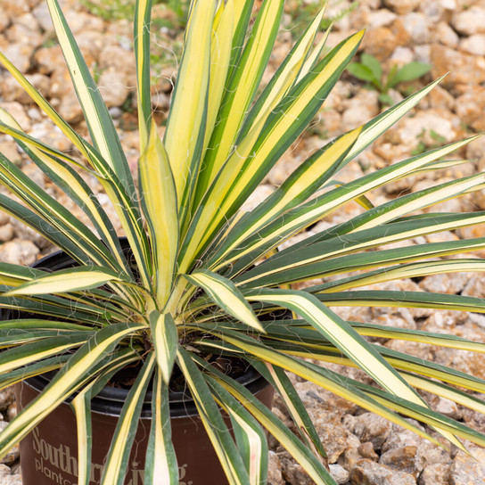 Color Guard Yucca | Plant Addicts