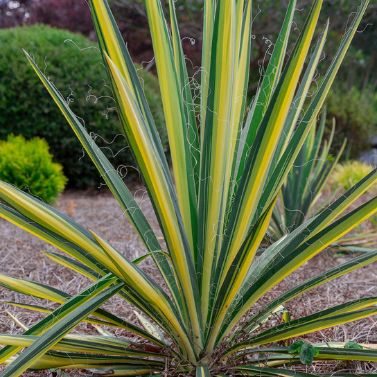 Color Guard Yucca | Plant Addicts