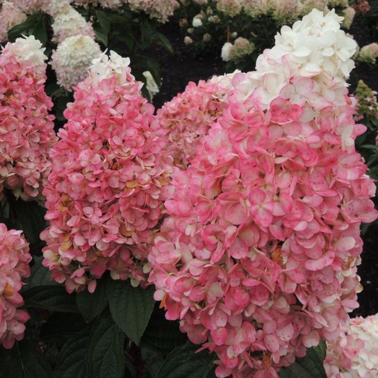 Magical® Ruby Snow Hydrangea | Plant Addicts