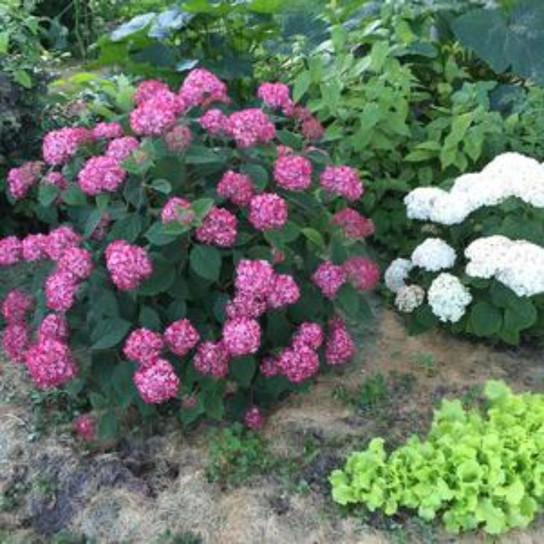Magical® Ruby Red Hydrangea | Plant Addicts