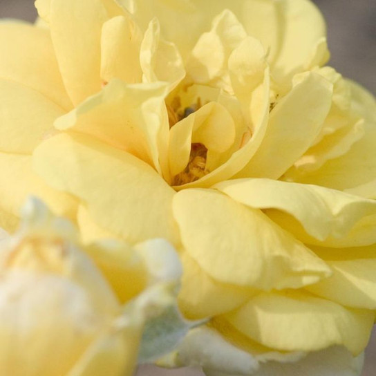Easy Elegance® Yellow Brick Road Rose | Plant Addicts