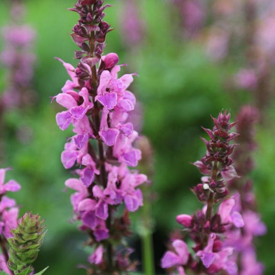 Rose Marvel Meadow Sage | Plant Addicts