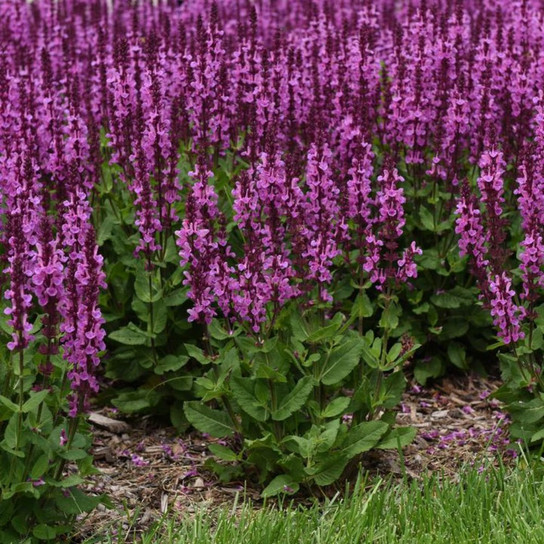 Rose Marvel Meadow Sage | Plant Addicts