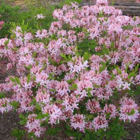 Pinxterbloom Azalea | Plant Addicts