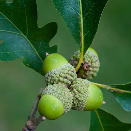 White Oak Tree | Plant Addicts