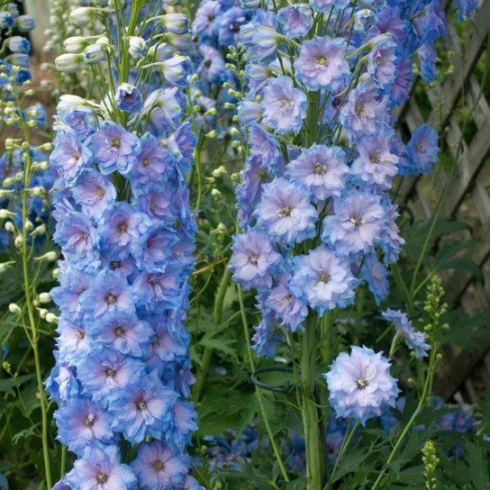 Blue Lace Bee Delphinium | Plant Addicts