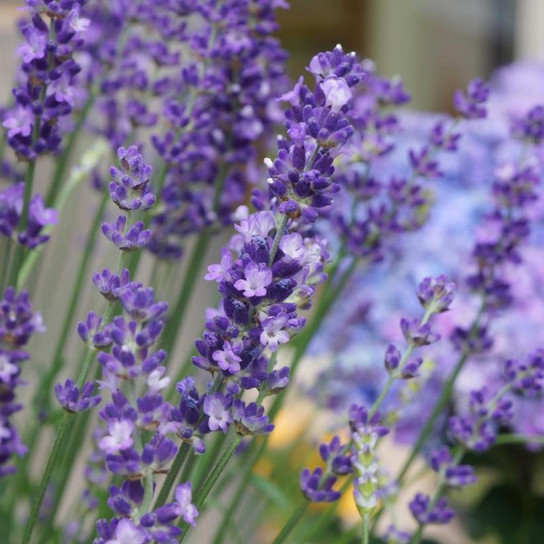 Big Time Blue Lavender | Plant Addicts