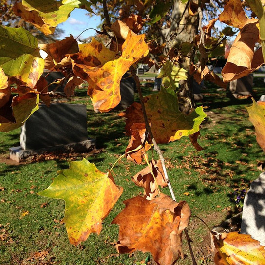 American Sycamore | Plant Addicts