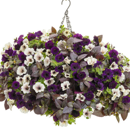 Supertunia Mini Vista® Midnight Petunia | Plant Addicts