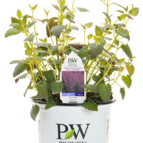 Meant to Bee™ Royal Raspberry Anise Hyssop | Plant Addicts