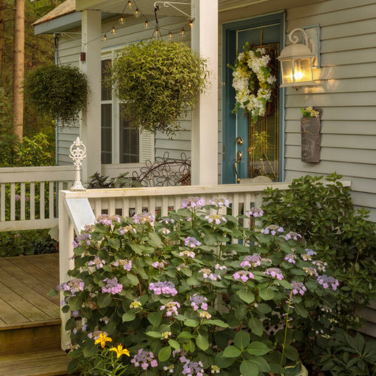 Tuff Stuff Top Fun™ Hydrangea | Plant Addicts