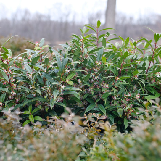 Sweet & Lo™ Sweetbox | Plant Addicts