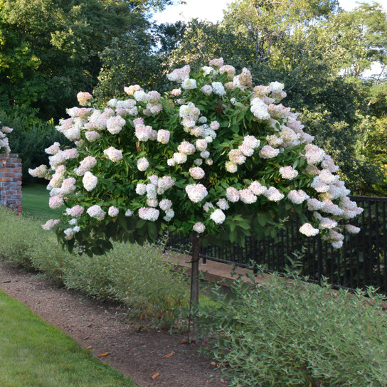 Limelight Prime® Hydrangea Tree | Plant Addicts