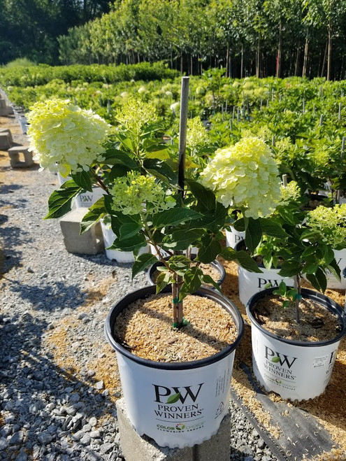 Fire Light Tidbit® Hydrangea Tree | Plant Addicts