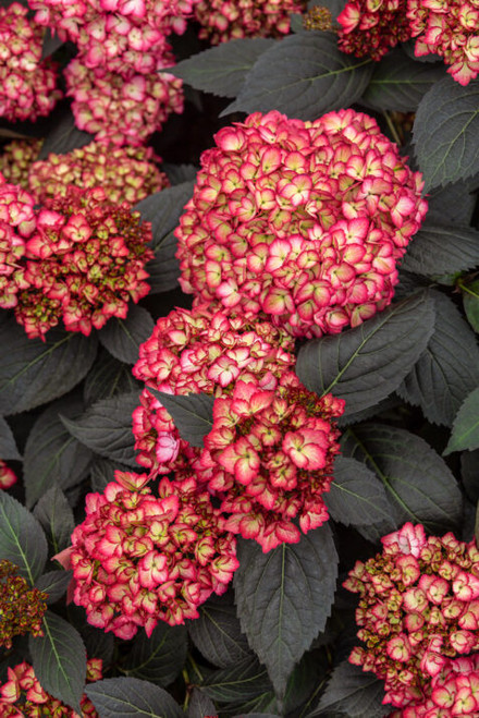 First Editions® Eclipse® Hydrangea | Plant Addicts