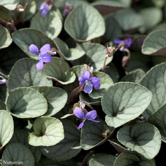 Silver Gem Violet | Plant Addicts